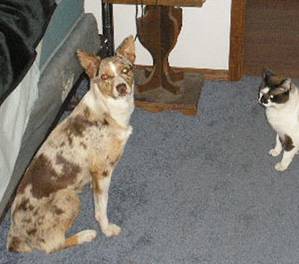 cat dog detect Object Detection Dataset by Dhenzi