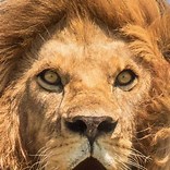 Lion Detection Object Detection Dataset by Project UAS