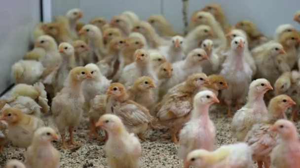 Project1 Object Detection Dataset and Pre-Trained Model by Project workspace 1