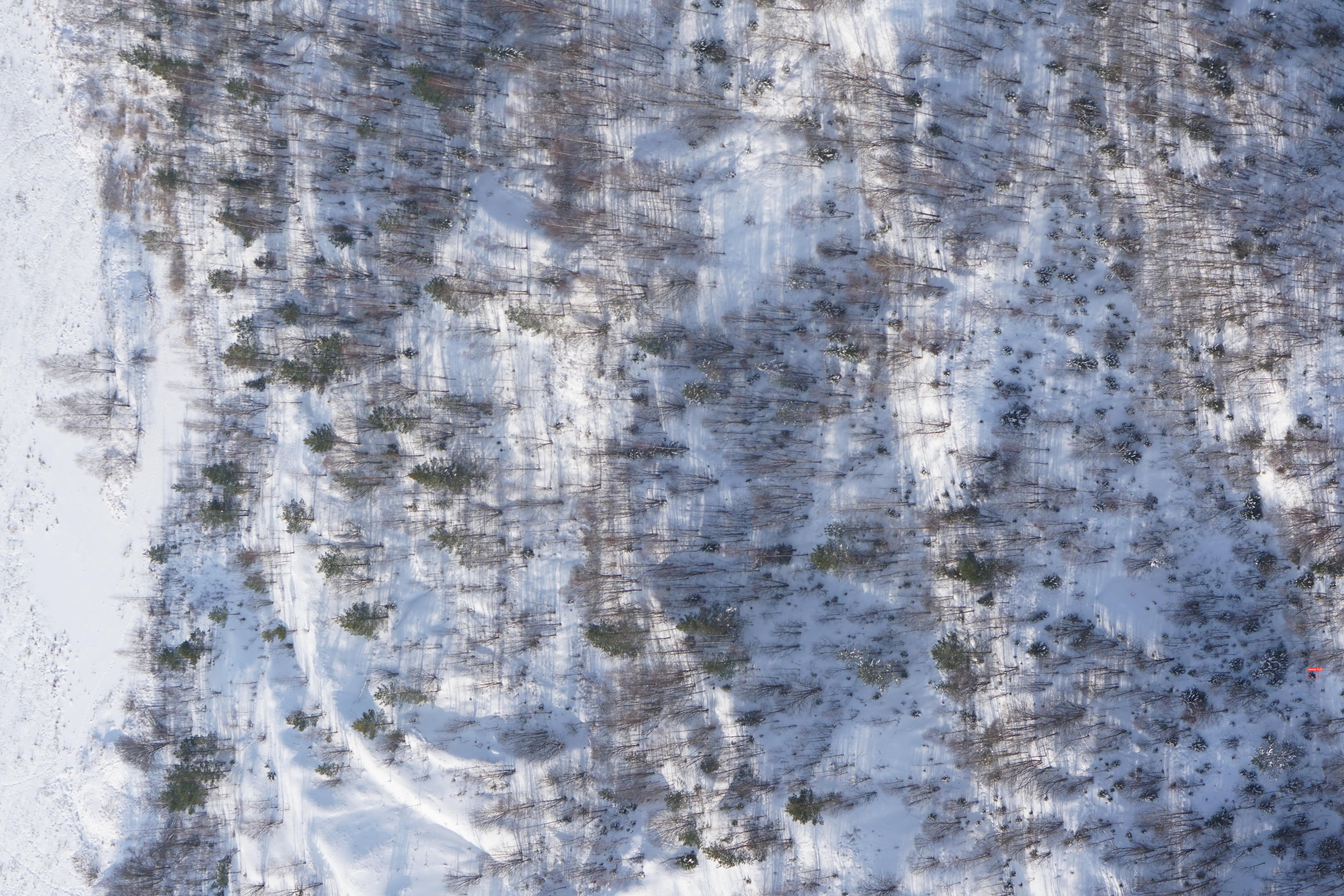 moose Object Detection Dataset by silentwings
