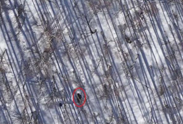 moose detect Object Detection Dataset by silentwings