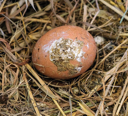 Eggs Quality Grading Object Detection Model by Egg Quality Grading