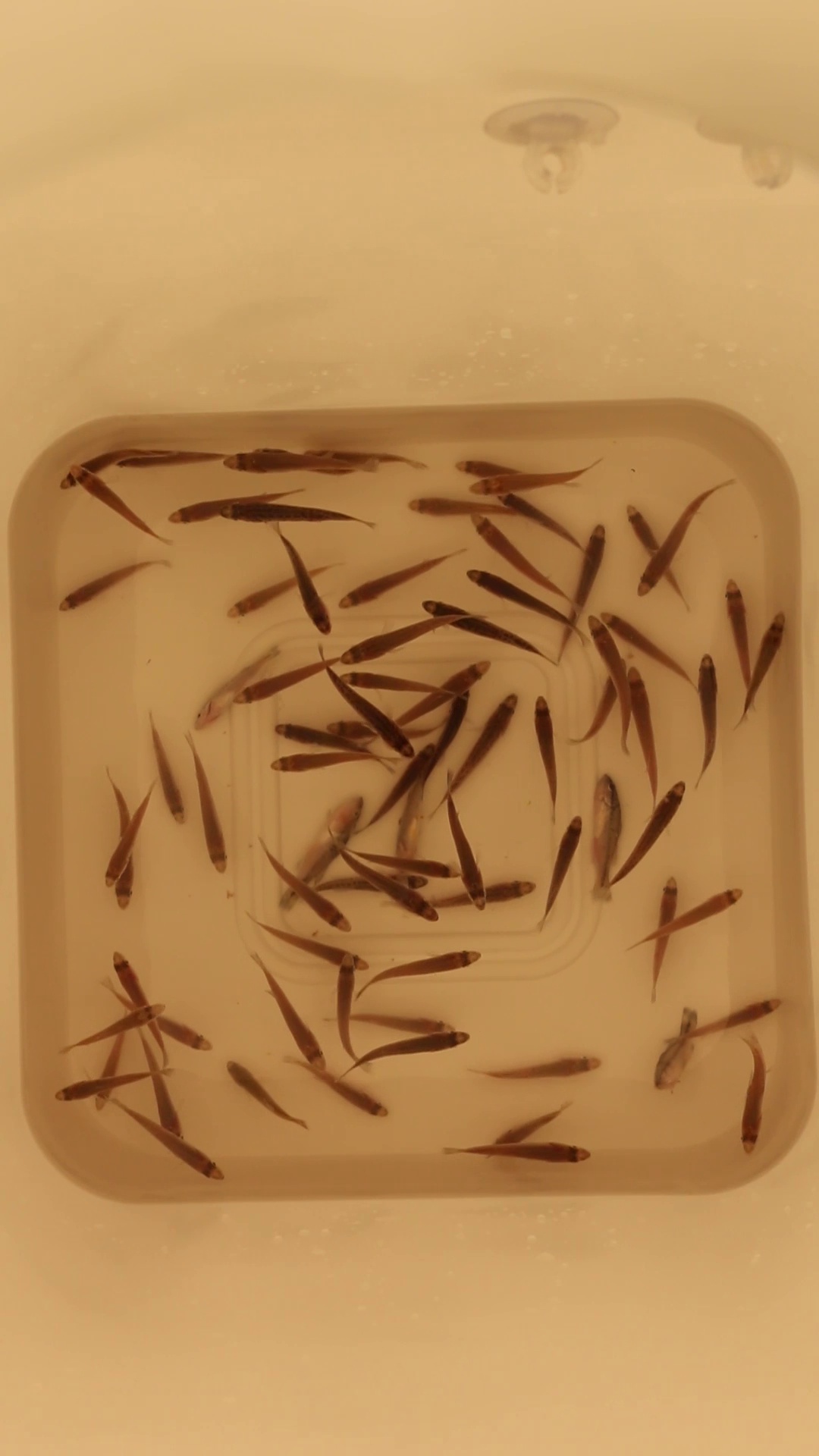 How to Use the Fish Fry_YoloV11 Object Detection API