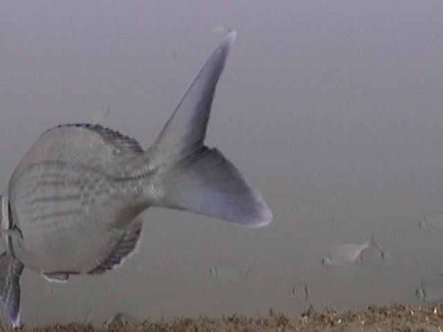 Dataset Segmentado con SAM Instance Segmentation Dataset and Pre-Trained Model by FISH DL