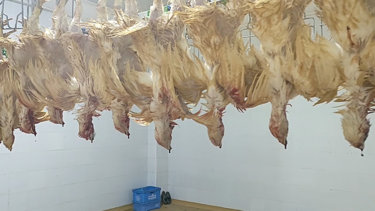 Broiler Counter Object Detection Dataset and Pre-Trained Model by Jay ...