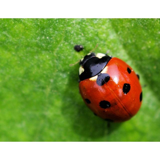 Ladybug detection Object Detection Dataset by Deep Neural Networks