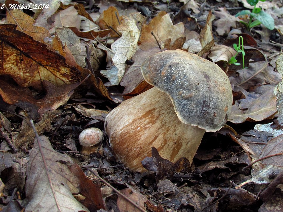 Mushroom Dataset Object Detection Dataset By Workspacetest1