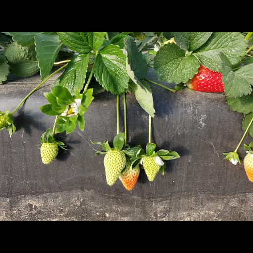 strawberry detection Object Detection Dataset by Gamdeen