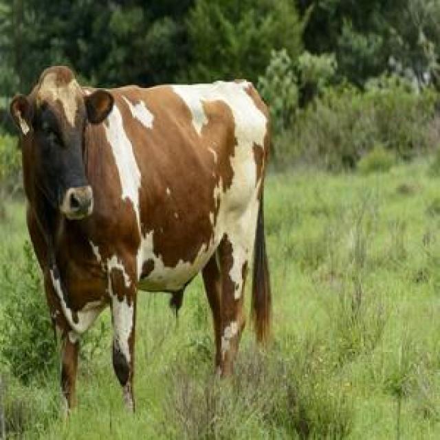 Cattle Be Object Detection Dataset By Cattle