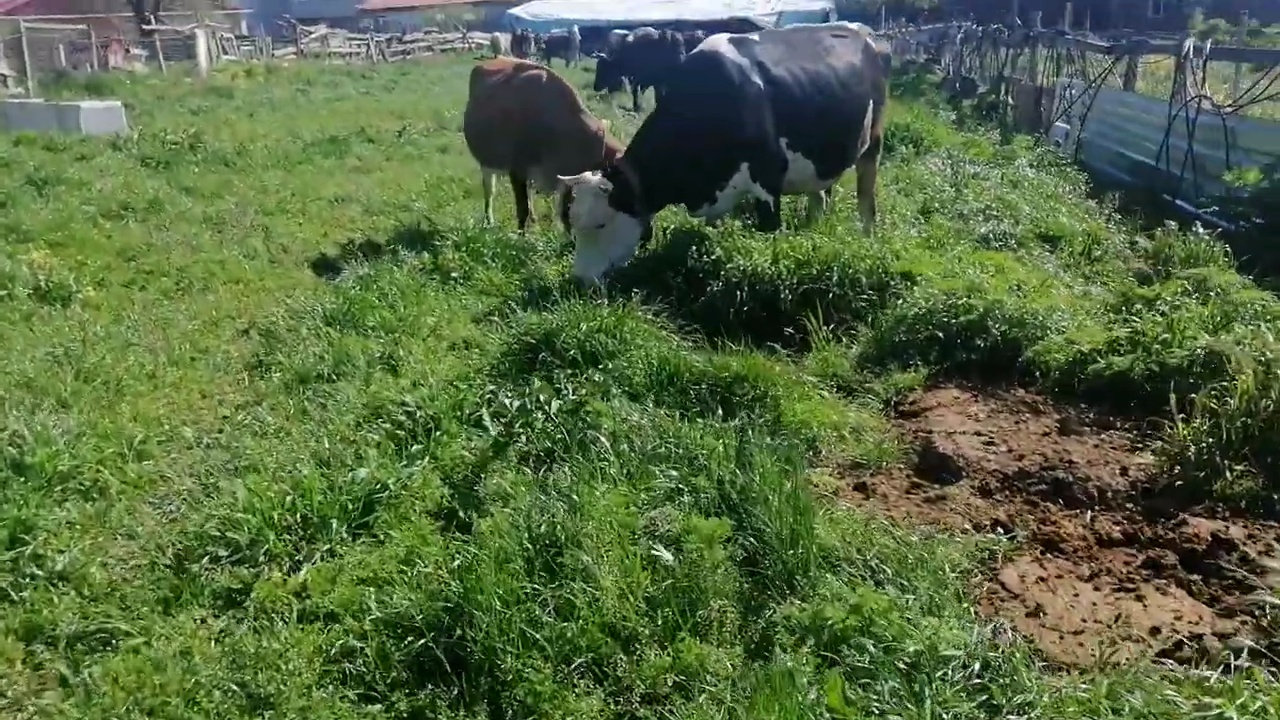 Cattle 2 Object Detection Dataset By Cattle