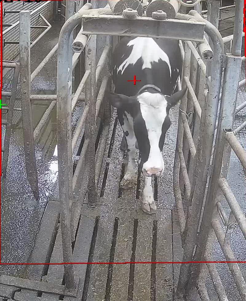 Cows Detection And Classification Object Detection Dataset By Cattle