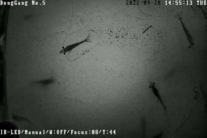 Shrimp Instance Segmentation Dataset and Pre-Trained Model by NSYSU