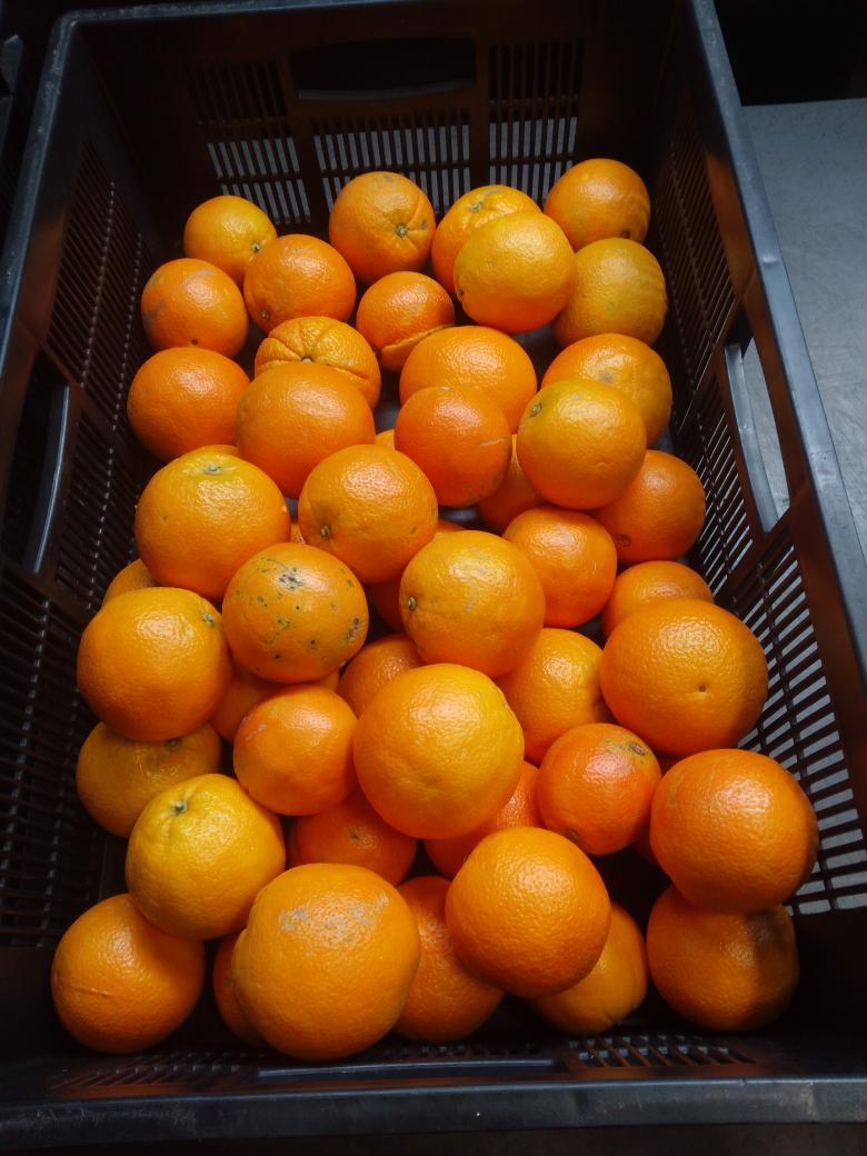 Citrus Segmentation Instance Segmentation Dataset By Nodatech