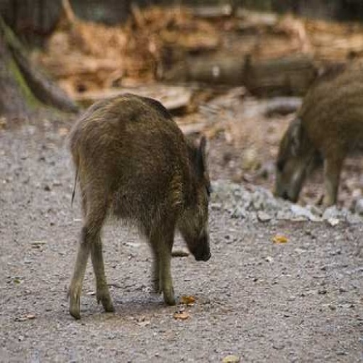 Wild Animal Detection-DEU Object Detection Dataset and Pre-Trained Model by Finalyear
