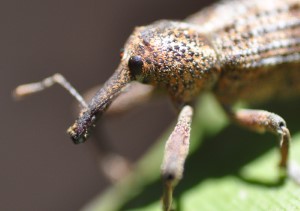 mango pest Instance Segmentation Dataset by azmdataset