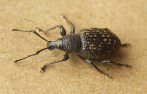 mango-pest-detection-seg Instance Segmentation Model by azmdataset