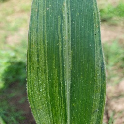 Daun Jagung Dataset Object Detection Model by Dataset