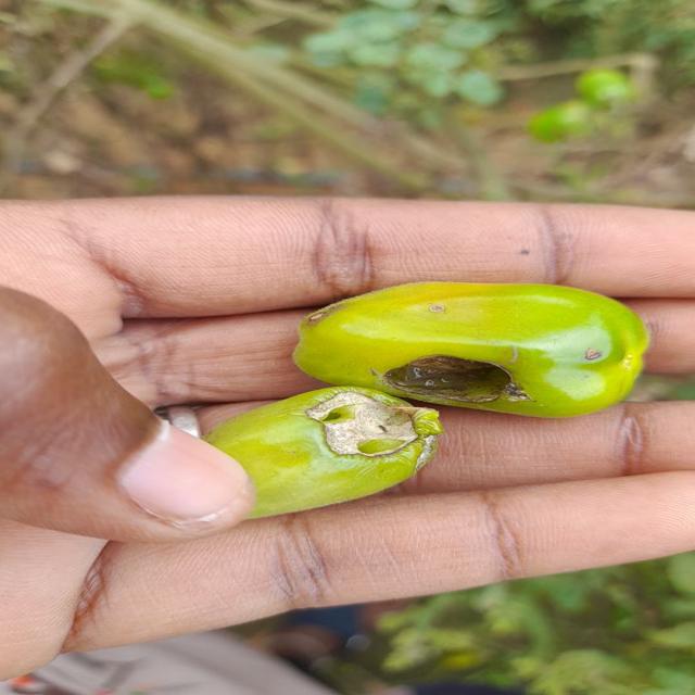 my project 10 - Roboflow Universe