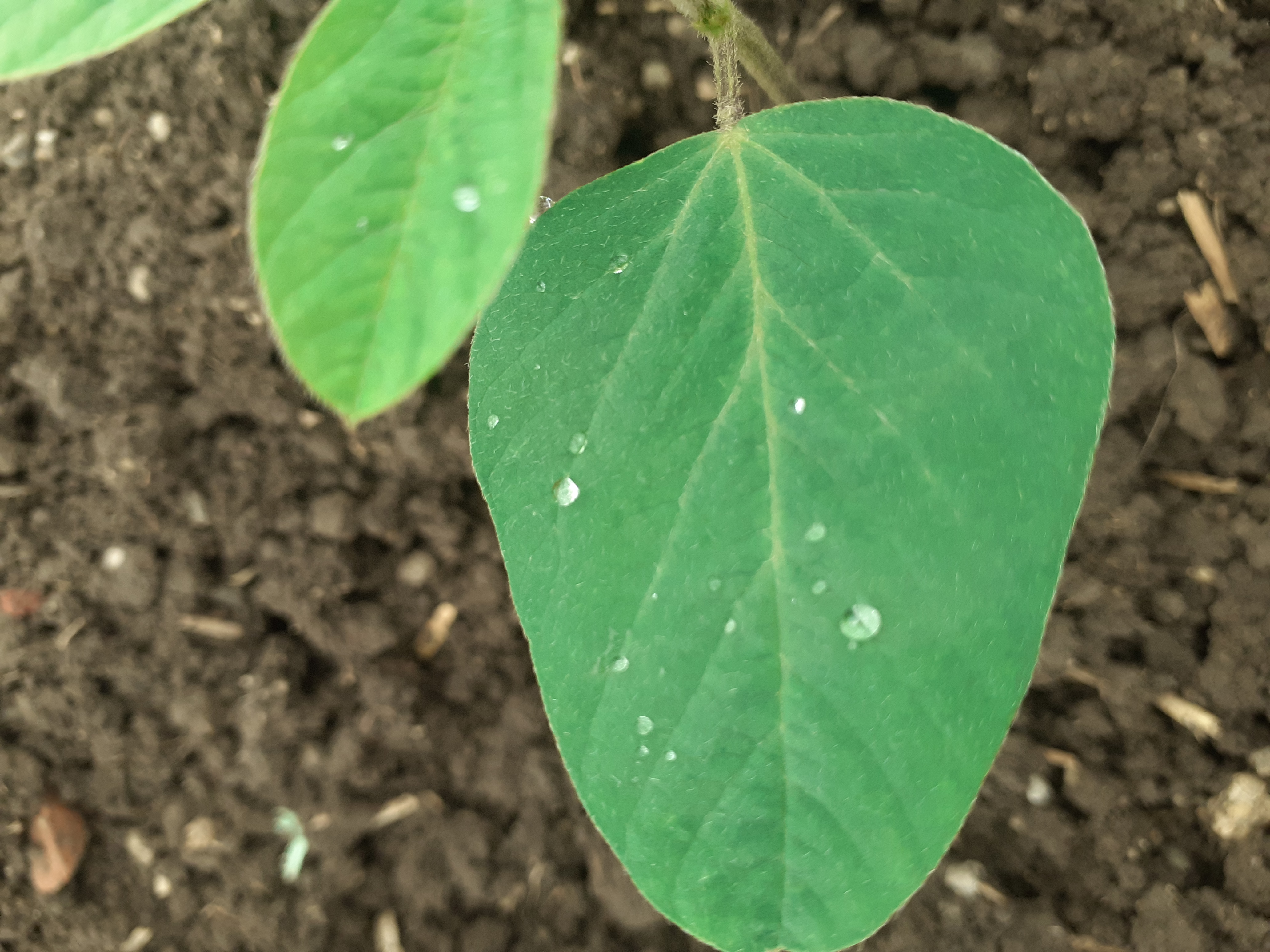 Soybean Crop Disease Object Detection Model by semilooper1stphase