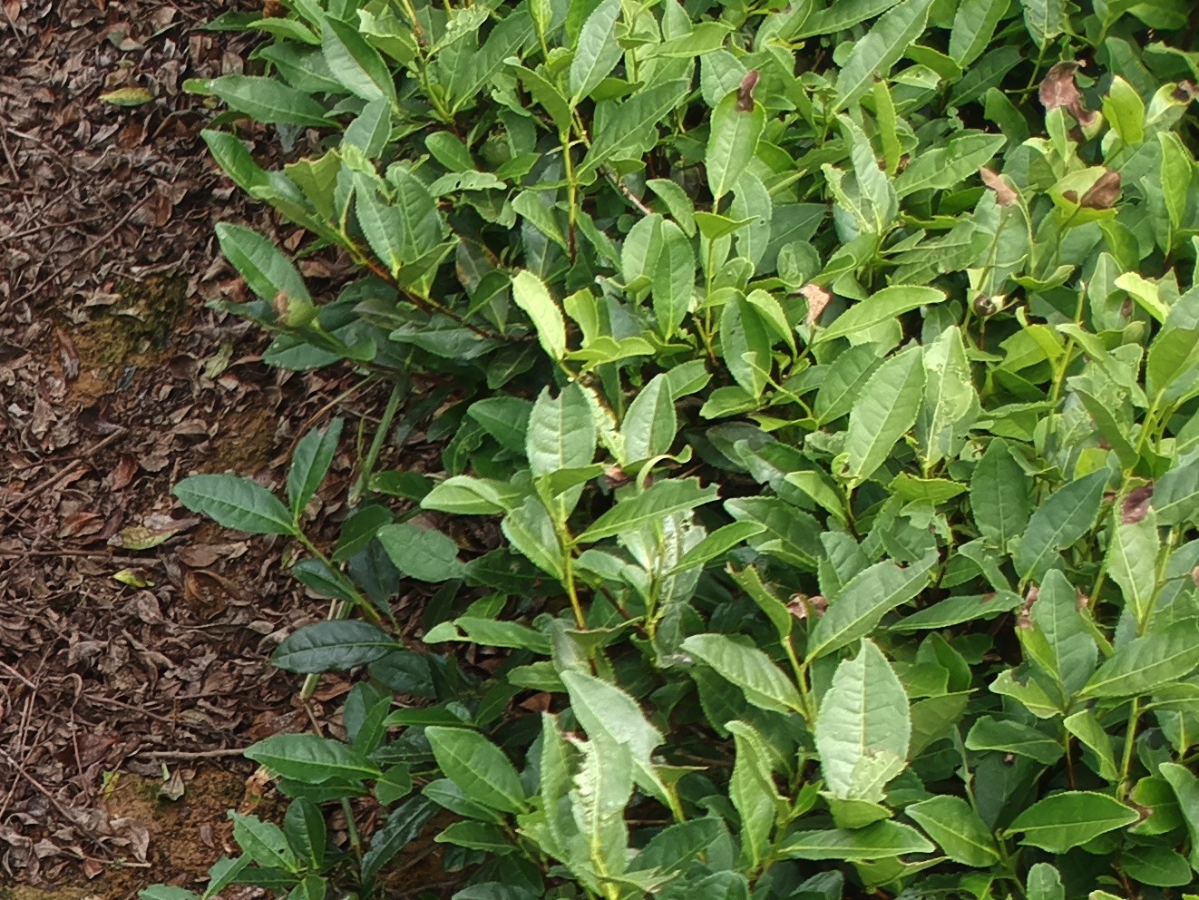 TLB detection Object Detection Dataset by NJFU