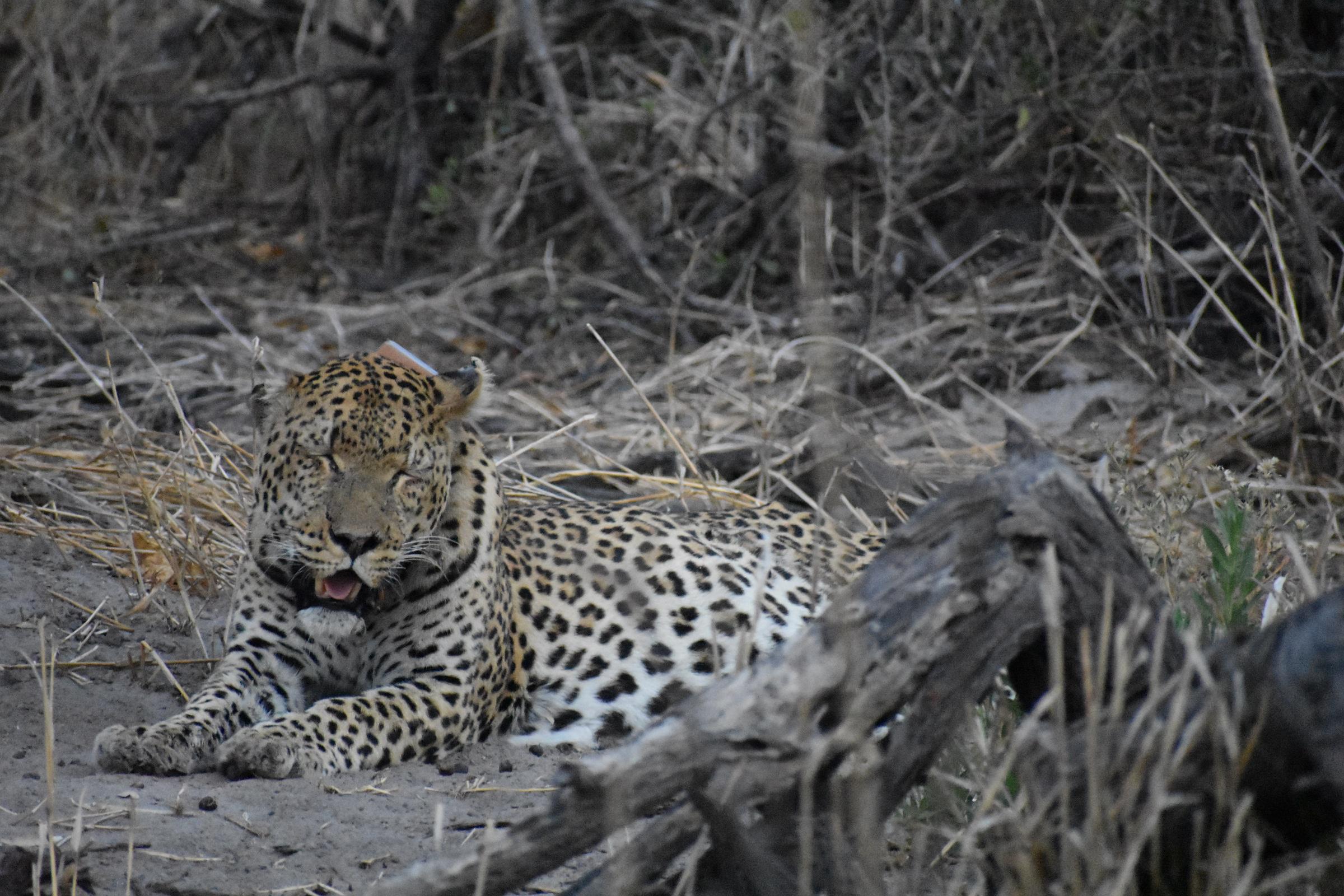 Leopard Detection - Roboflow Universe