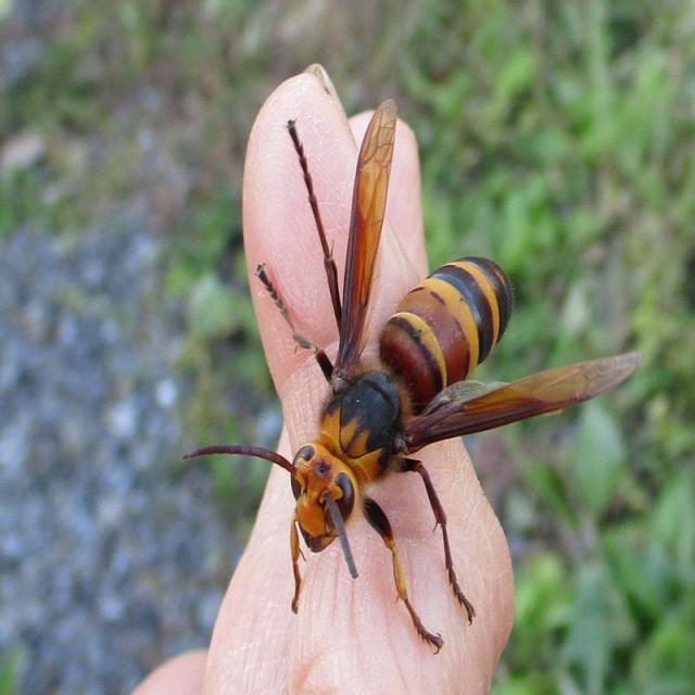 Project Yolov7 Roboflow Universe