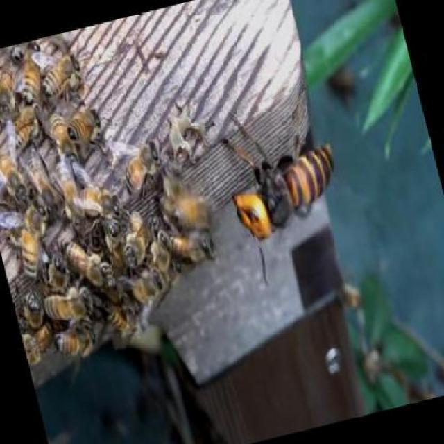 noise_rotate_Bee Object Detection Dataset by project yolov7