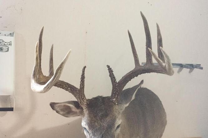 Detect antler Semantic Segmentation Dataset and Pre-Trained Model by nimble