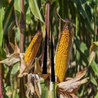 agriculture Instance Segmentation Dataset by TALHA