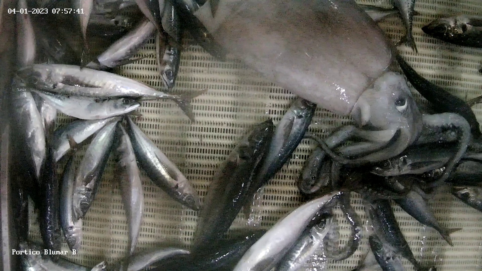 blumar_19-04-2023 Instance Segmentation Dataset by MiniSpace