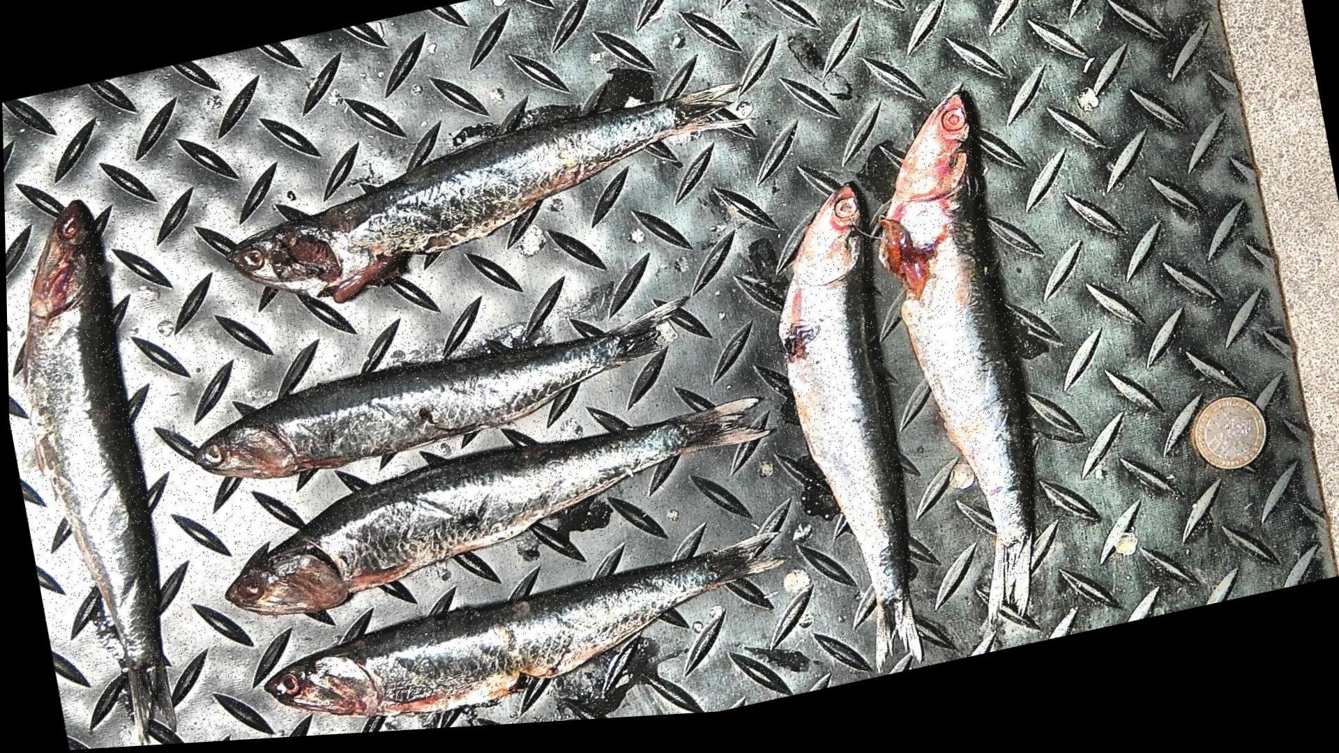 FONDEF_ALL_CLASSES Instance Segmentation Dataset by MiniSpace