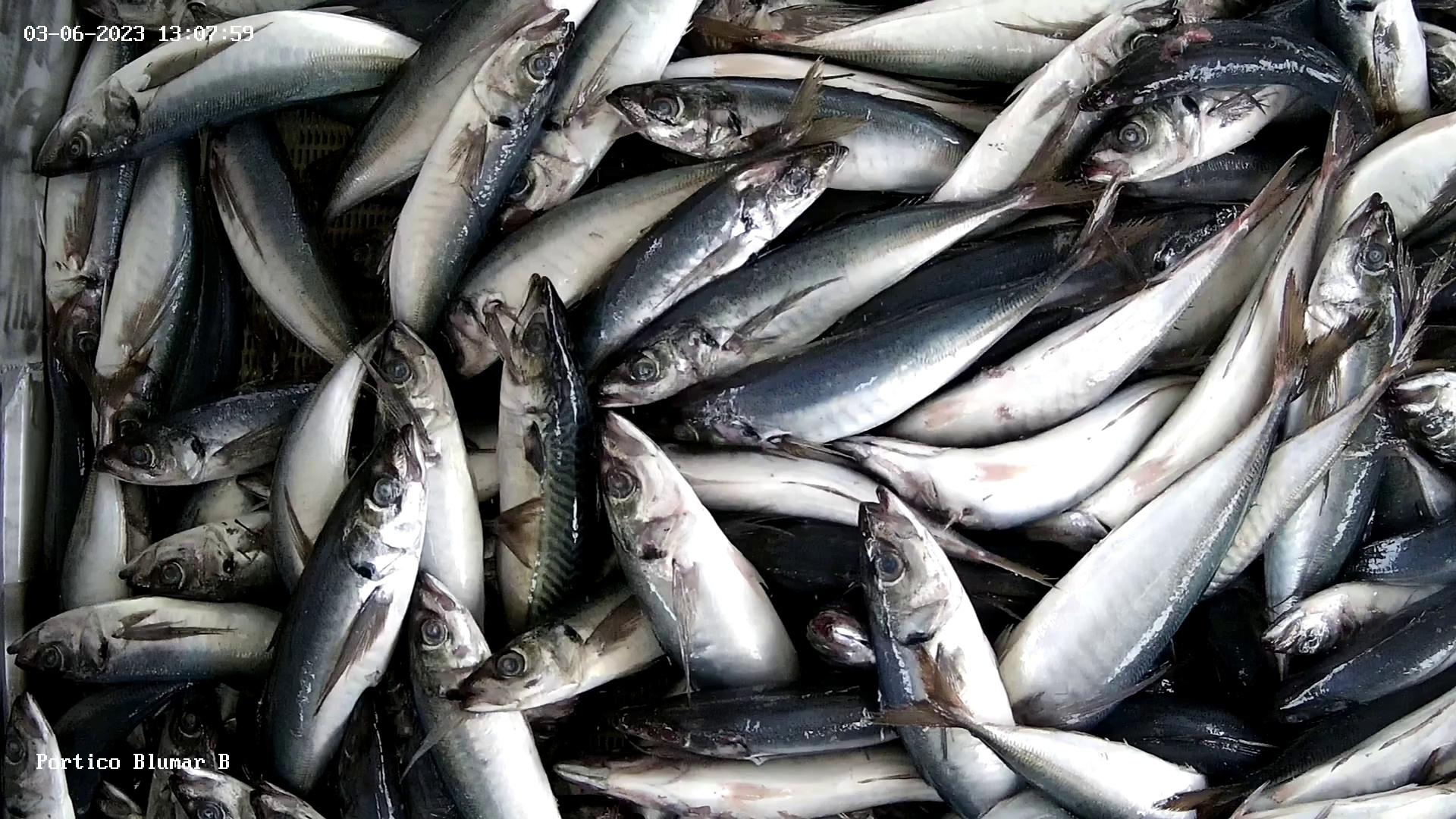 blumar_companion_v2 Instance Segmentation Dataset by MiniSpace