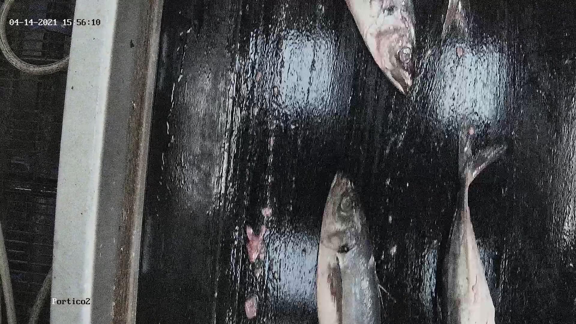 Orizon Final Instance Segmentation Dataset by MiniSpace