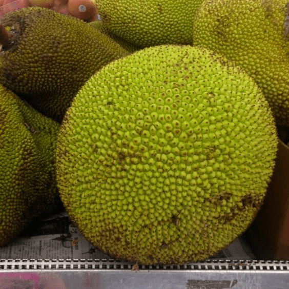 Jackfruit annotation Object Detection Dataset by Soham
