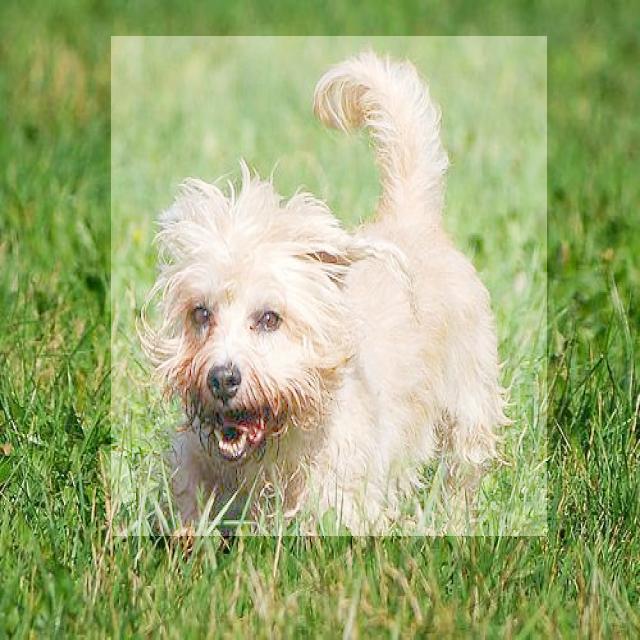 dogs detection Object Detection Dataset and Pre-Trained Model by Victor ...