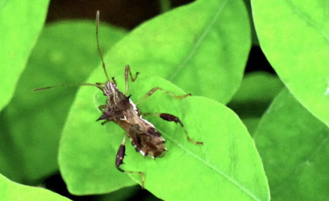 How to Use the species of pod bug Object Detection API