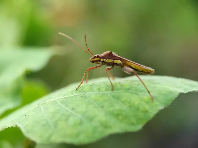 Pod bug detection Object Detection Dataset by POD BUGS