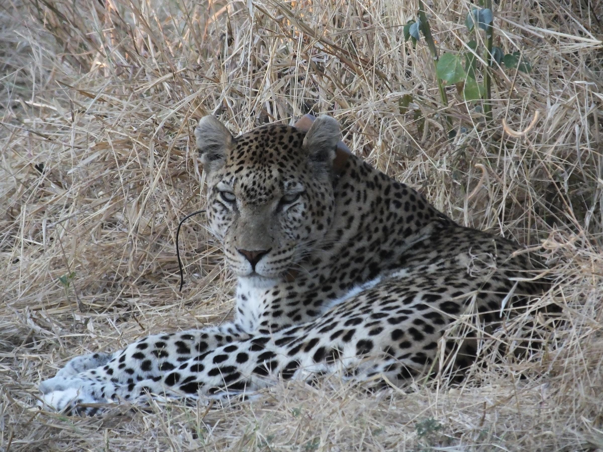 Leopard ID - Roboflow Universe