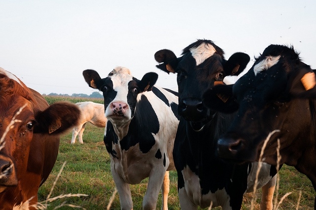 Cow Detection Object Detection Dataset And Pre Trained Model By Bug Bytes