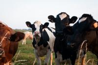 Bug Bytes - Roboflow Universe