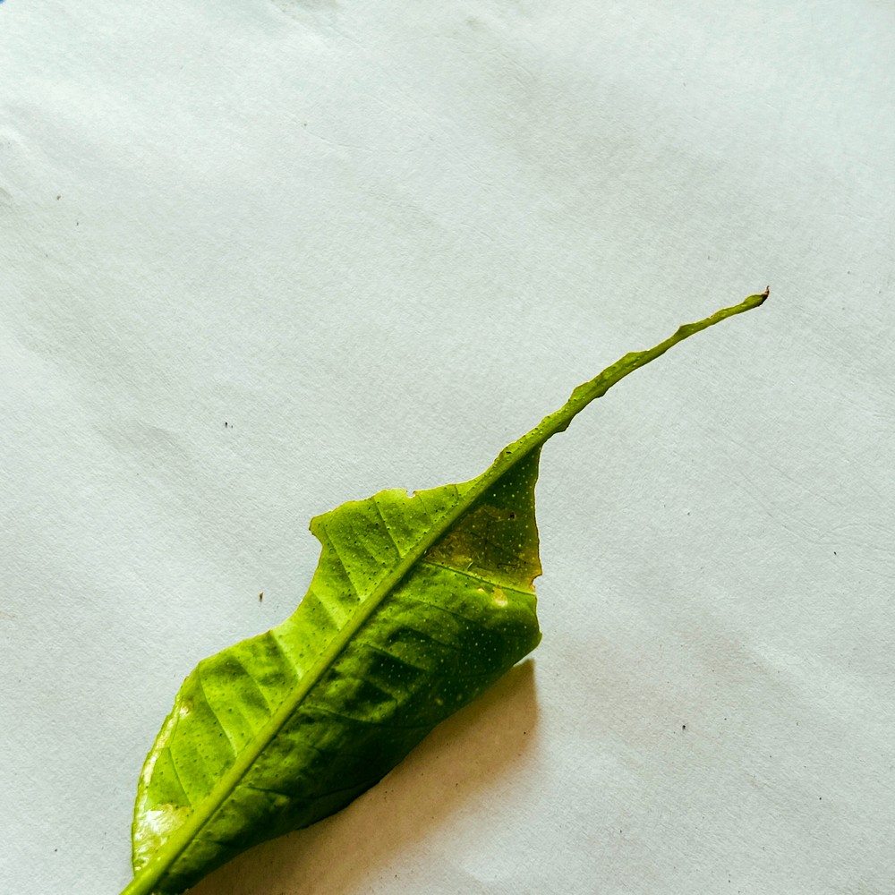 Leaf disease Object Detection Dataset by Leaf Disease