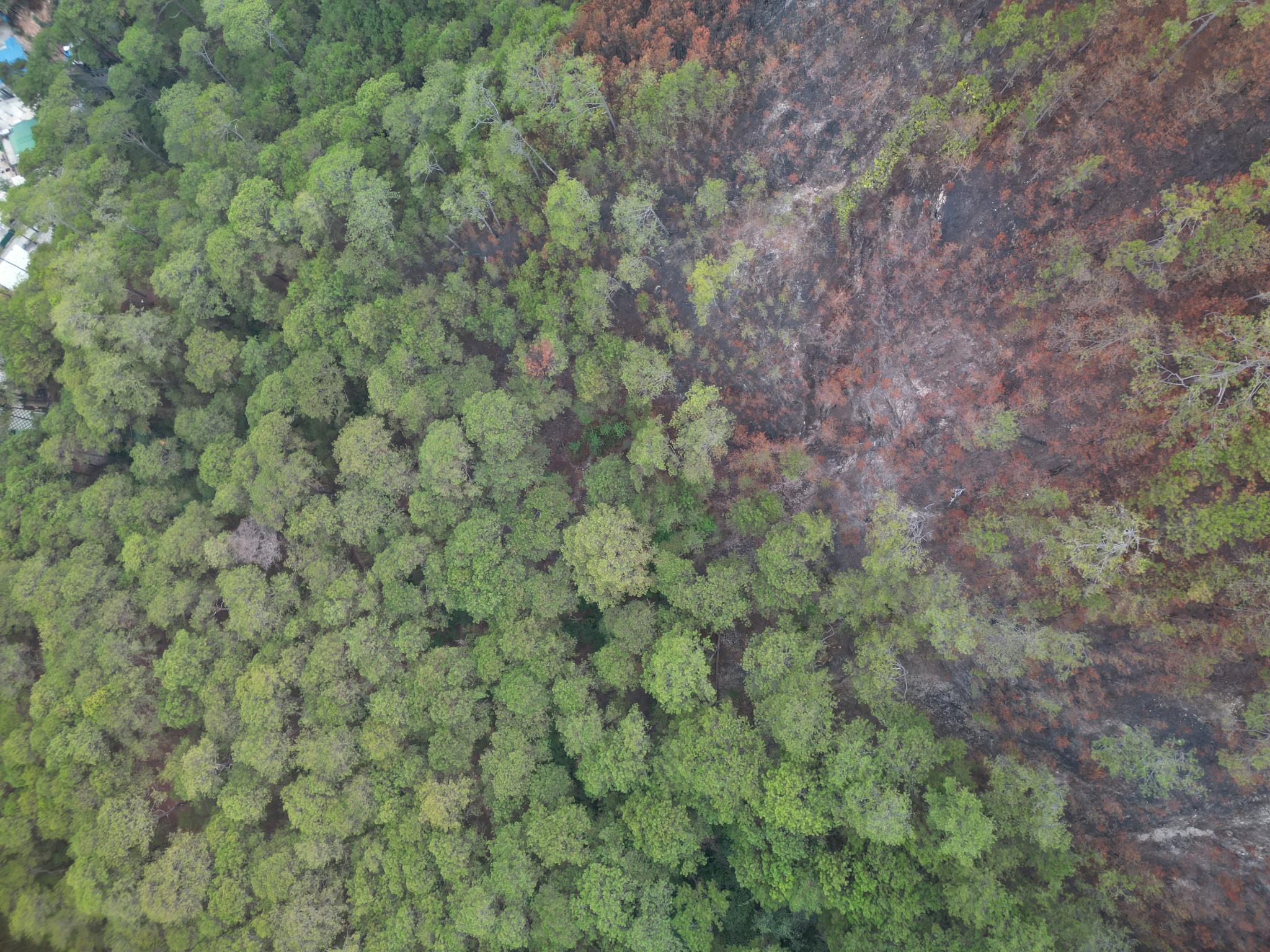 Trees Object Detection Dataset and Pre-Trained Model by Jay