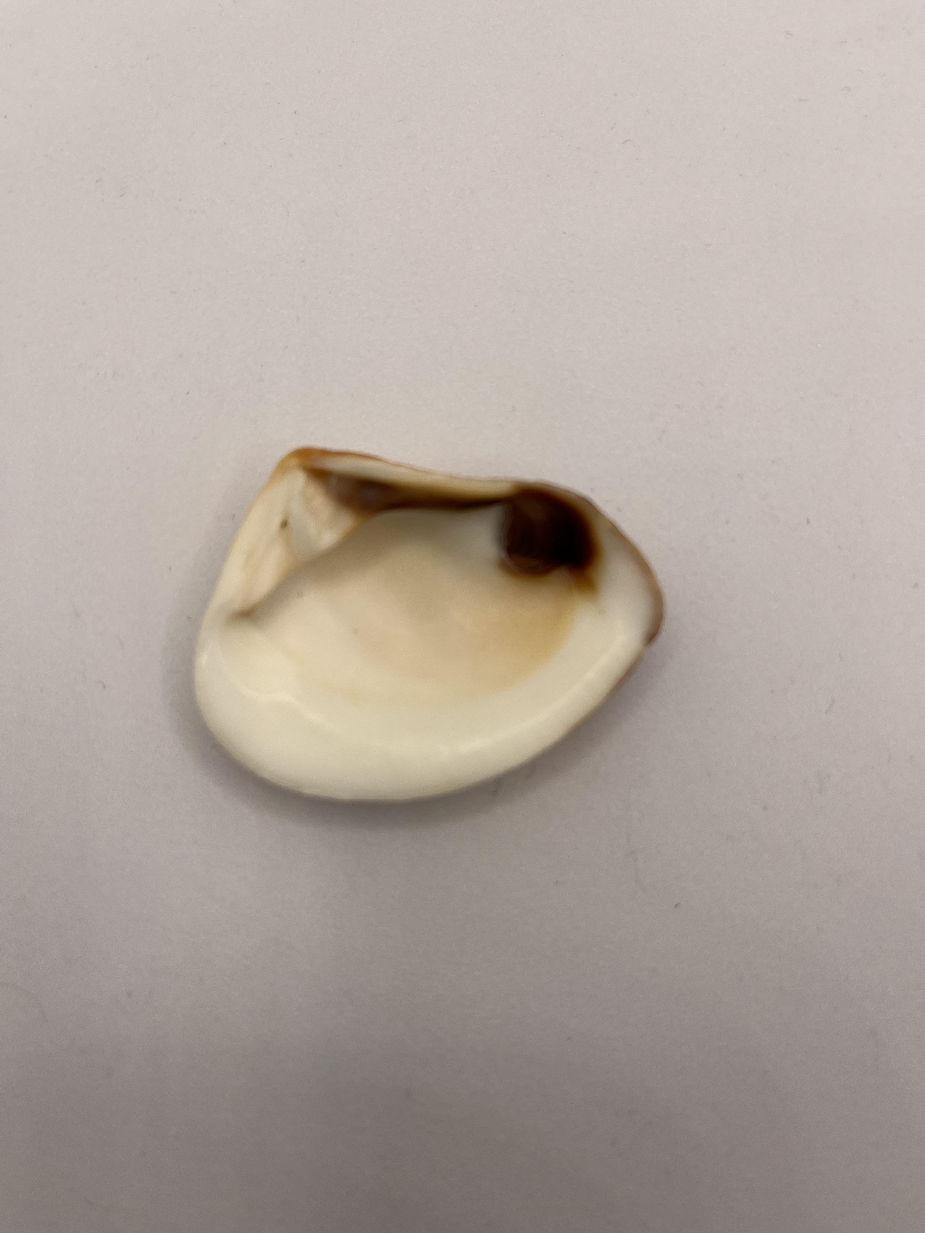 Seashell Type Classification Dataset And Pre Trained Model By David