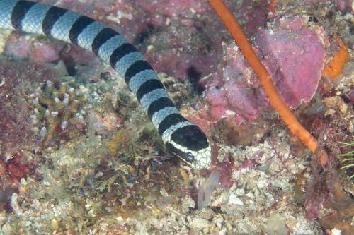 Object Detection Snake Dataset Object Detection Dataset by Phixxiv