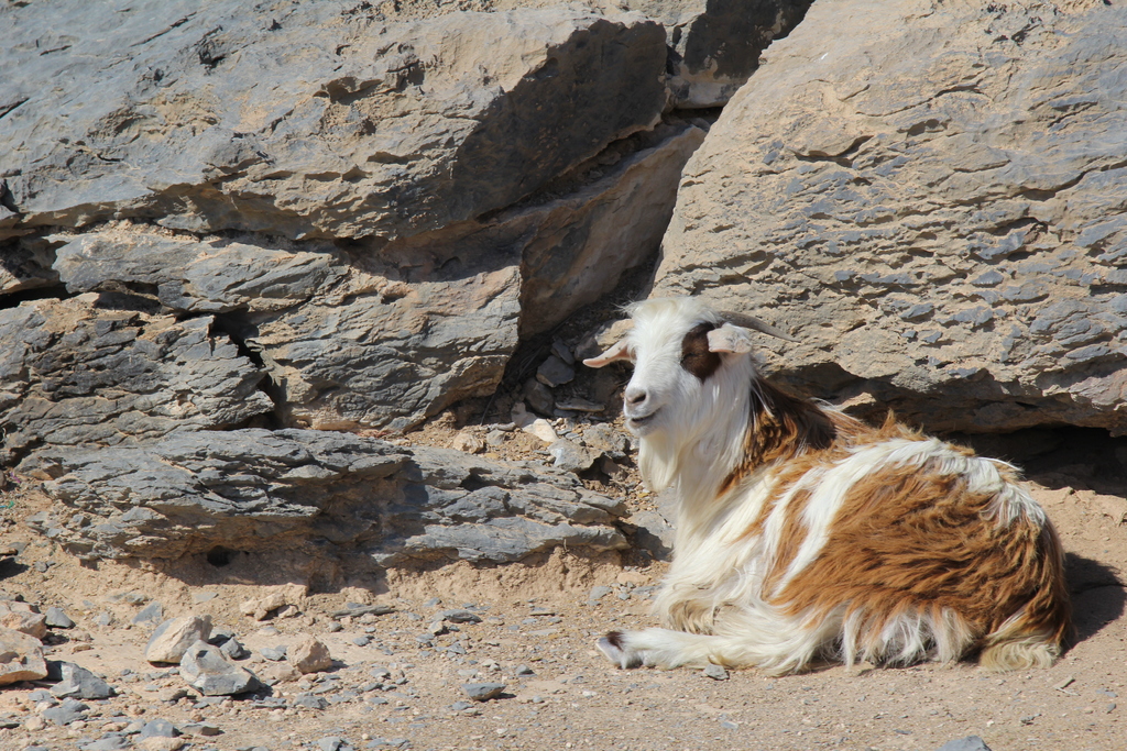 goat data Keypoint Detection Dataset by college