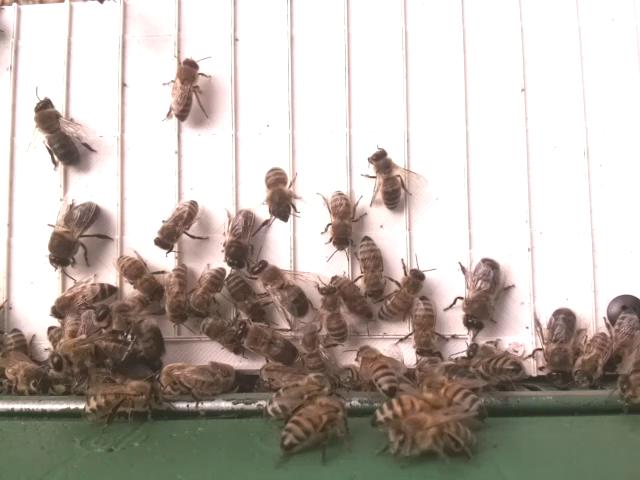 beeClassificationSapSharks Object Detection Dataset by Bee Analytics