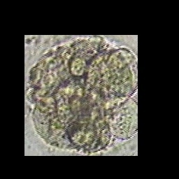 Embryo Classification Object Detection Dataset by project2