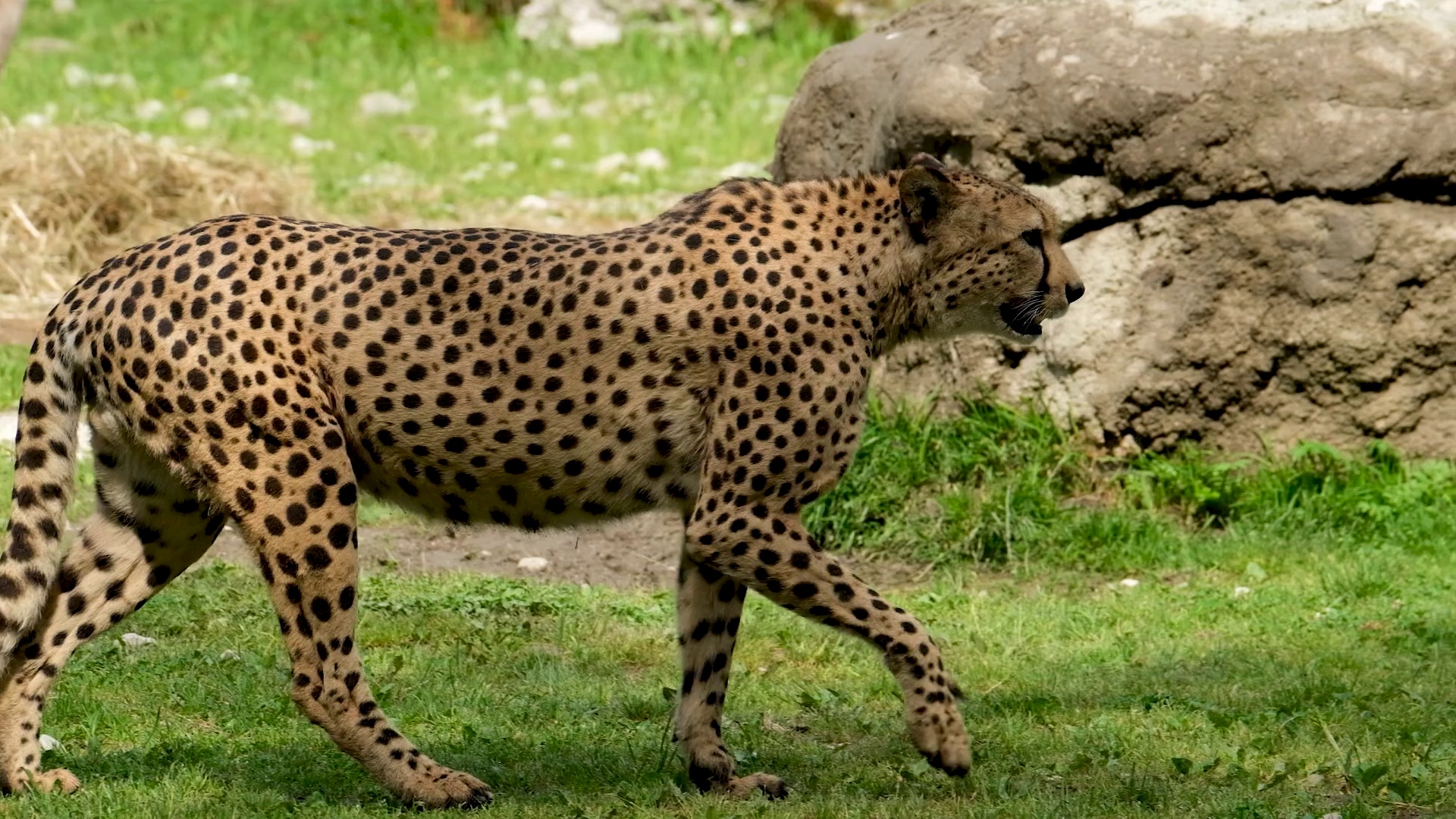 ins-segmentation Instance Segmentation Dataset by project