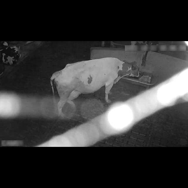 Cow Detection 2 0 Train Object Detection Dataset By Douwe Thesis