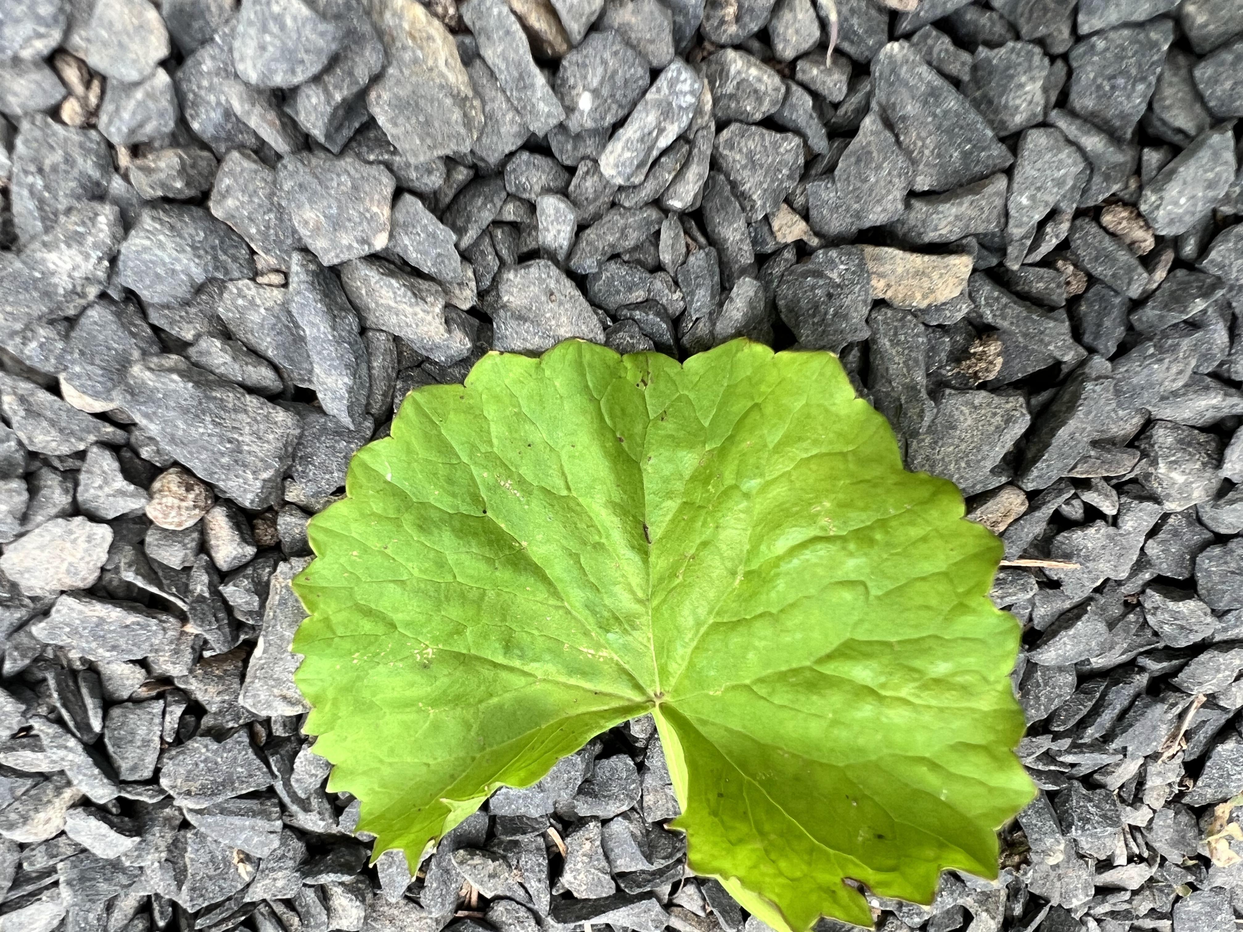 Normal Leaf (NL) Object Detection Dataset by centella asiatica